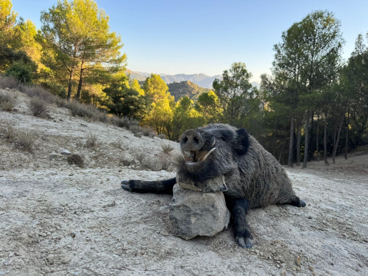Iberian wild boar hunting package - HUNTING IN SPAIN Spain