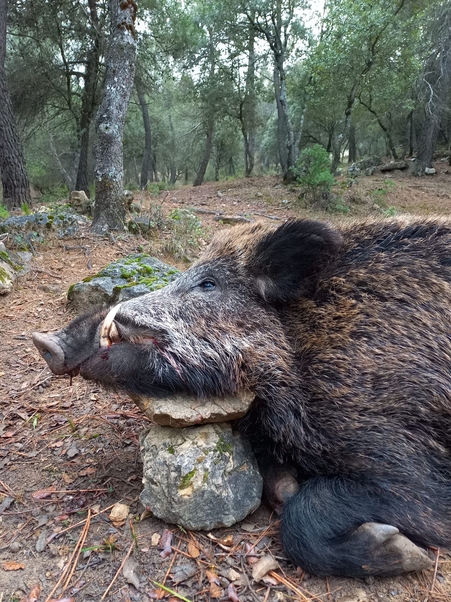 Iberian wild boar hunting package - HUNTING IN SPAIN Spain